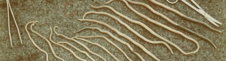 An Update on Roundworm of Poultry - SR Publications