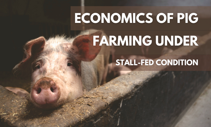 Economics of Pig Farming under Stall-Fed Condition - SR Publications