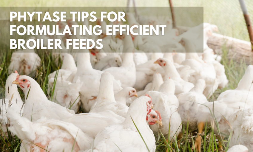 Phytase Tips For Formulating Efficient Broiler Feeds - SR Publications