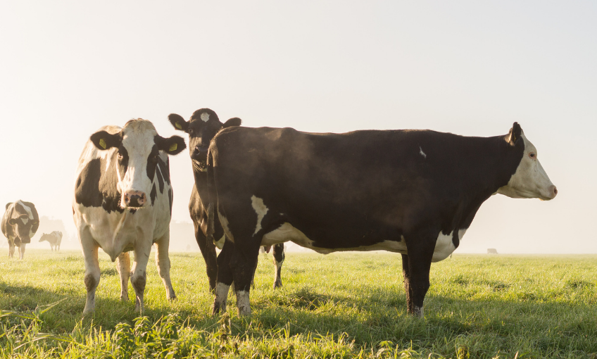 Evaluation Of Dairy Cow’s Body Conformation Based On Computer Vision ...