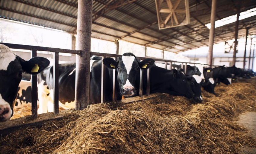 Fodder Availability In 2022 Will Be Deciding Factor For The Growth Of ...