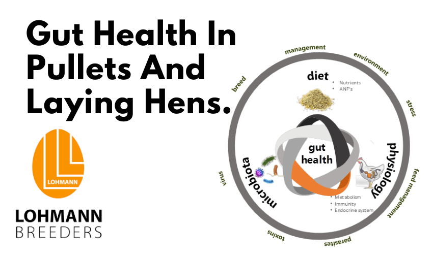 Gut Health In Pullets And Laying Hens. - SR Publications