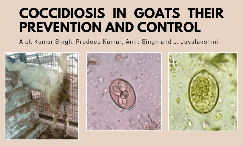 Coccidiosis In Goats Their Prevention And Control - SR Publications