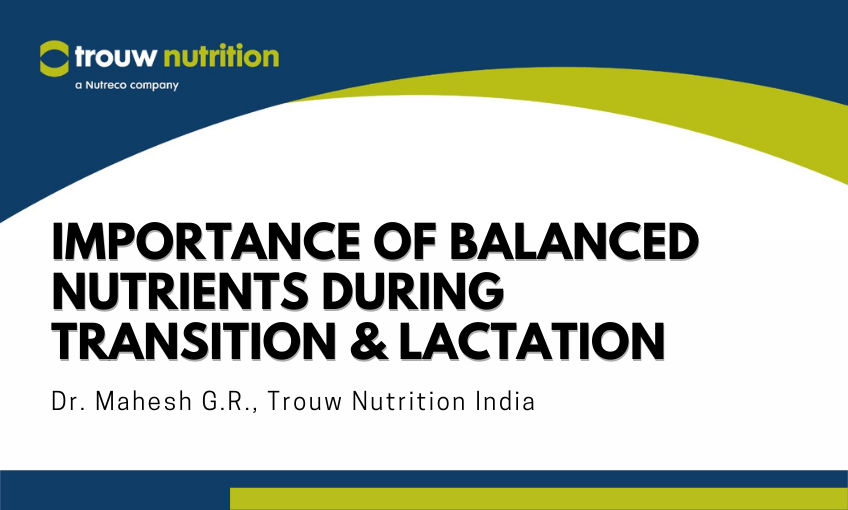 Importance Of Balanced Nutrients During Transition Lactation Sr