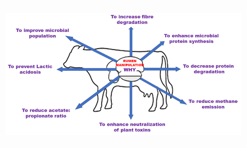 Rumen Manipulation: To enhance Animal Productivity - SR Publications