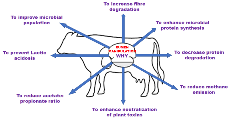 Rumen Manipulation: To enhance Animal Productivity - SR Publications