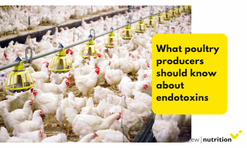 What poultry producers should know about endotoxins - SR Publications