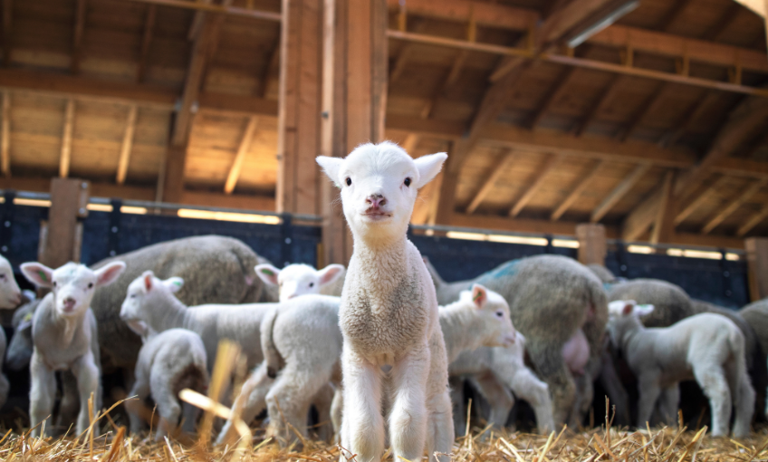 Preventive measures to reduce kid and lamb mortality - SR Publications