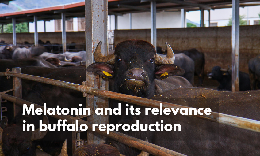 Melatonin and its relevance in buffalo reproduction - SR Publications