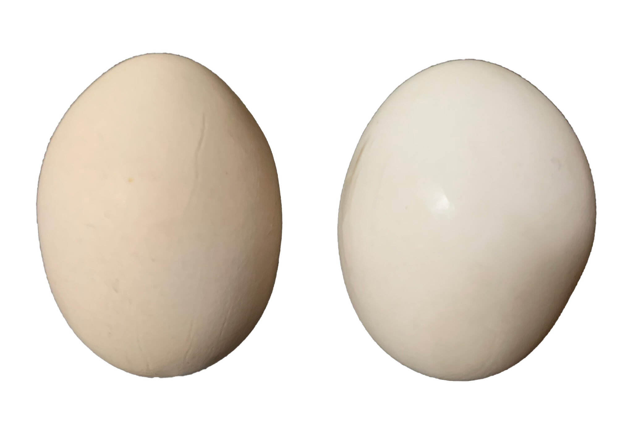 Evaluating the Exterior Quality of Hatching Eggs - SR Publications