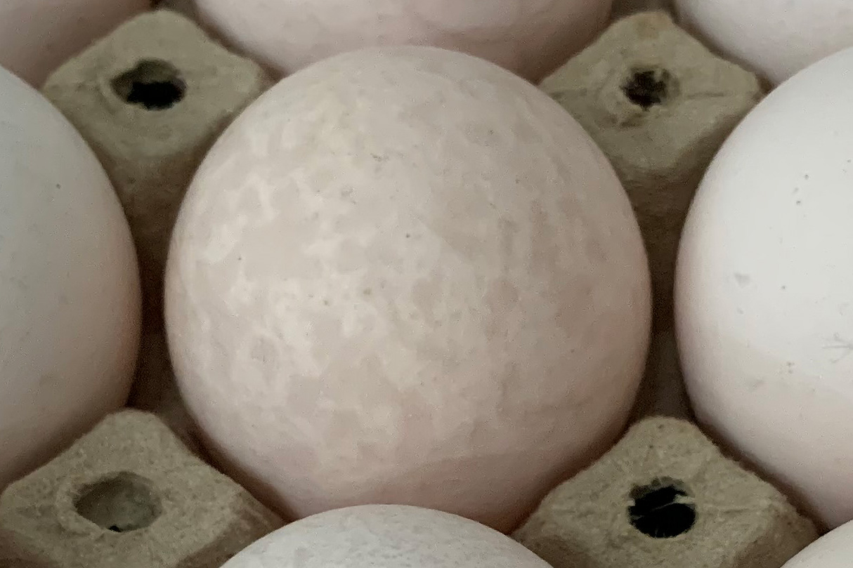 Evaluating the Exterior Quality of Hatching Eggs - SR Publications