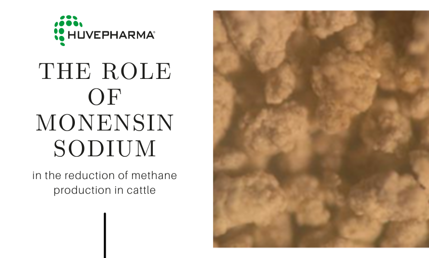The role of Monensin Sodium in the reduction of methane production in ...
