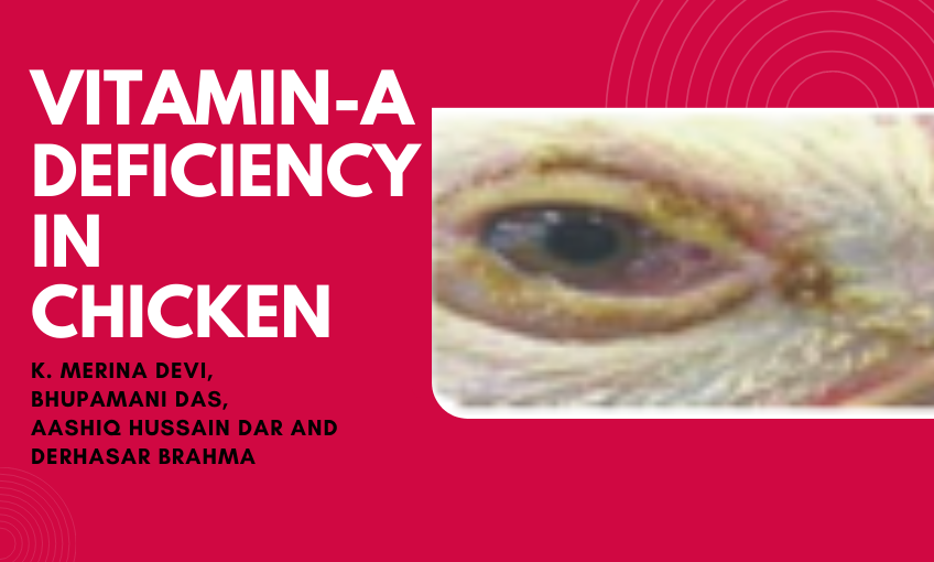 Vitamin Deficiency Chickens Symptoms at Linda Recinos blog