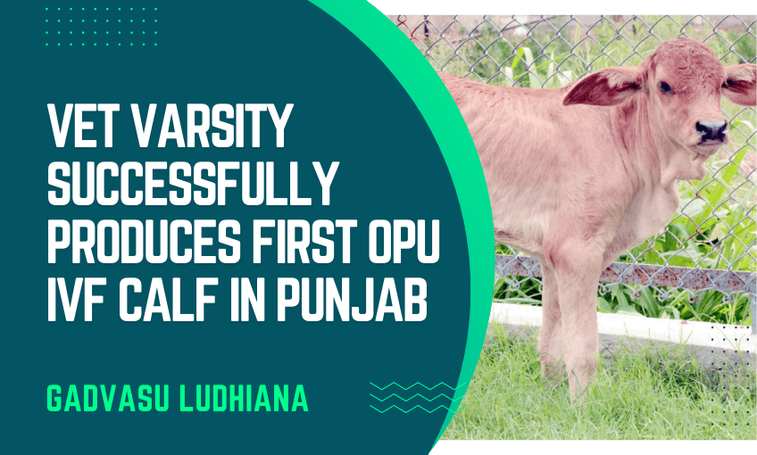 Vet Varsity Successfully Produces First OPU IVF Calf In Punjab - SR ...