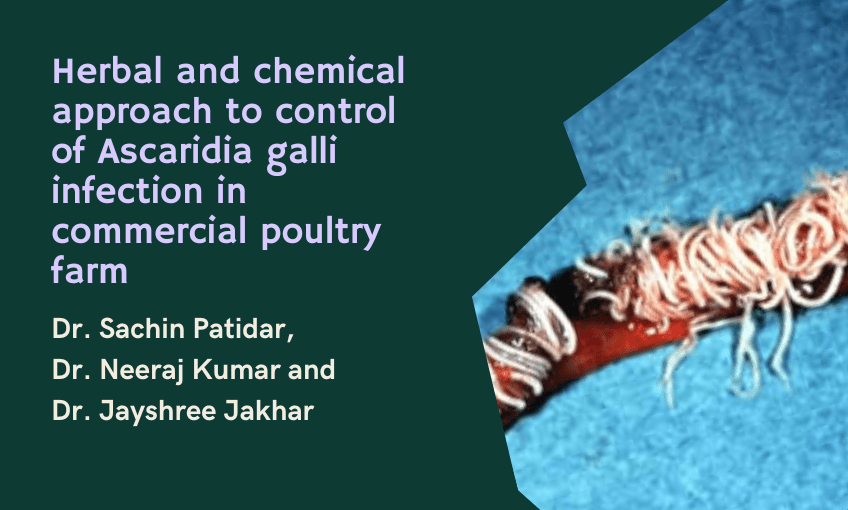 Herbal and chemical approach to control of Ascaridia Galli infection in ...
