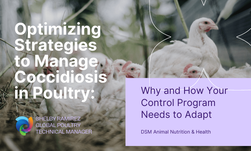 Optimizing Strategies to Manage Coccidiosis in Poultry - SR Publications
