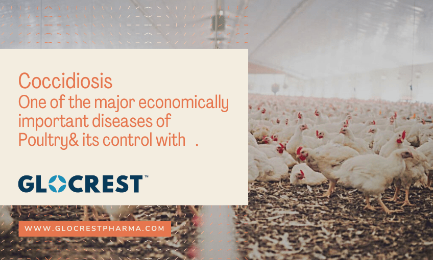Coccidiosis: one of the major economically important diseases of Poultry & its control with ...