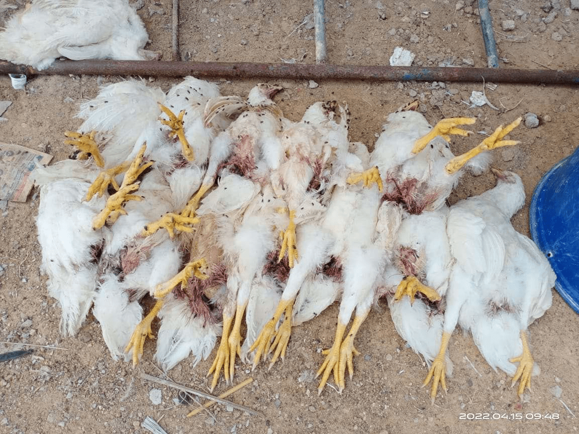 Intussusception in Broiler Breeder Pullets - SR Publications