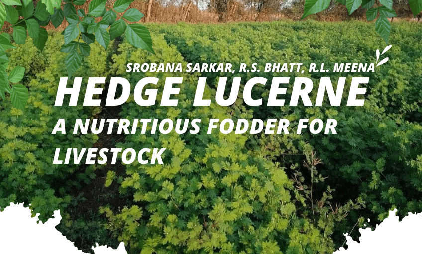 Hedge Lucerne: A nutritious fodder for livestock - SR Publications