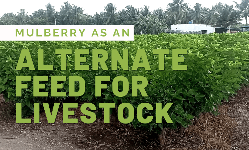 MULBERRY AS AN ALTERNATE FEED FOR LIVESTOCK - SR Publications