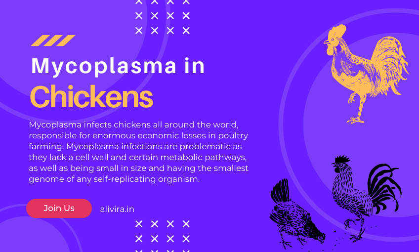 Mycoplasma in Chickens – A Review - SR Publications