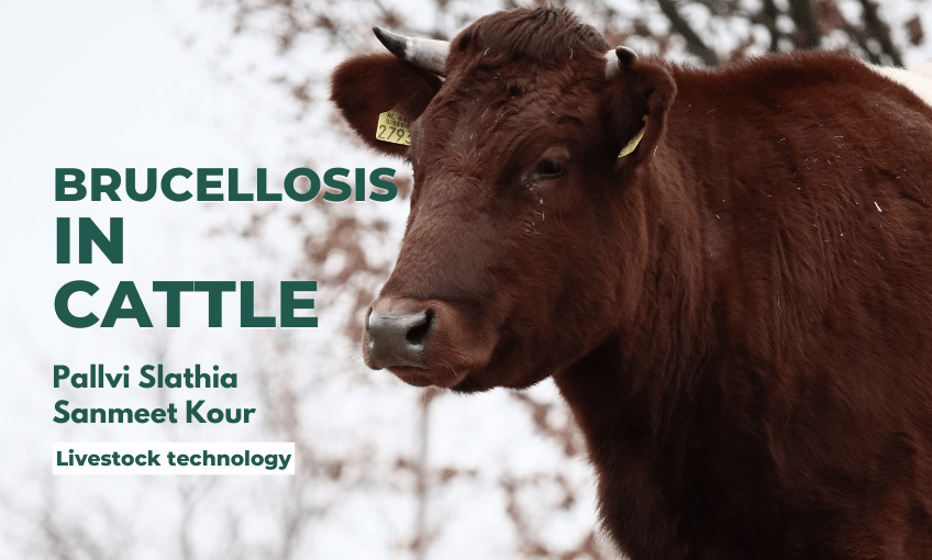 BRUCELLOSIS IN CATTLE - SR Publications