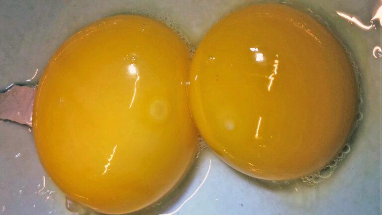 Hatching eggs: the importance of assessing internal egg quality ...
