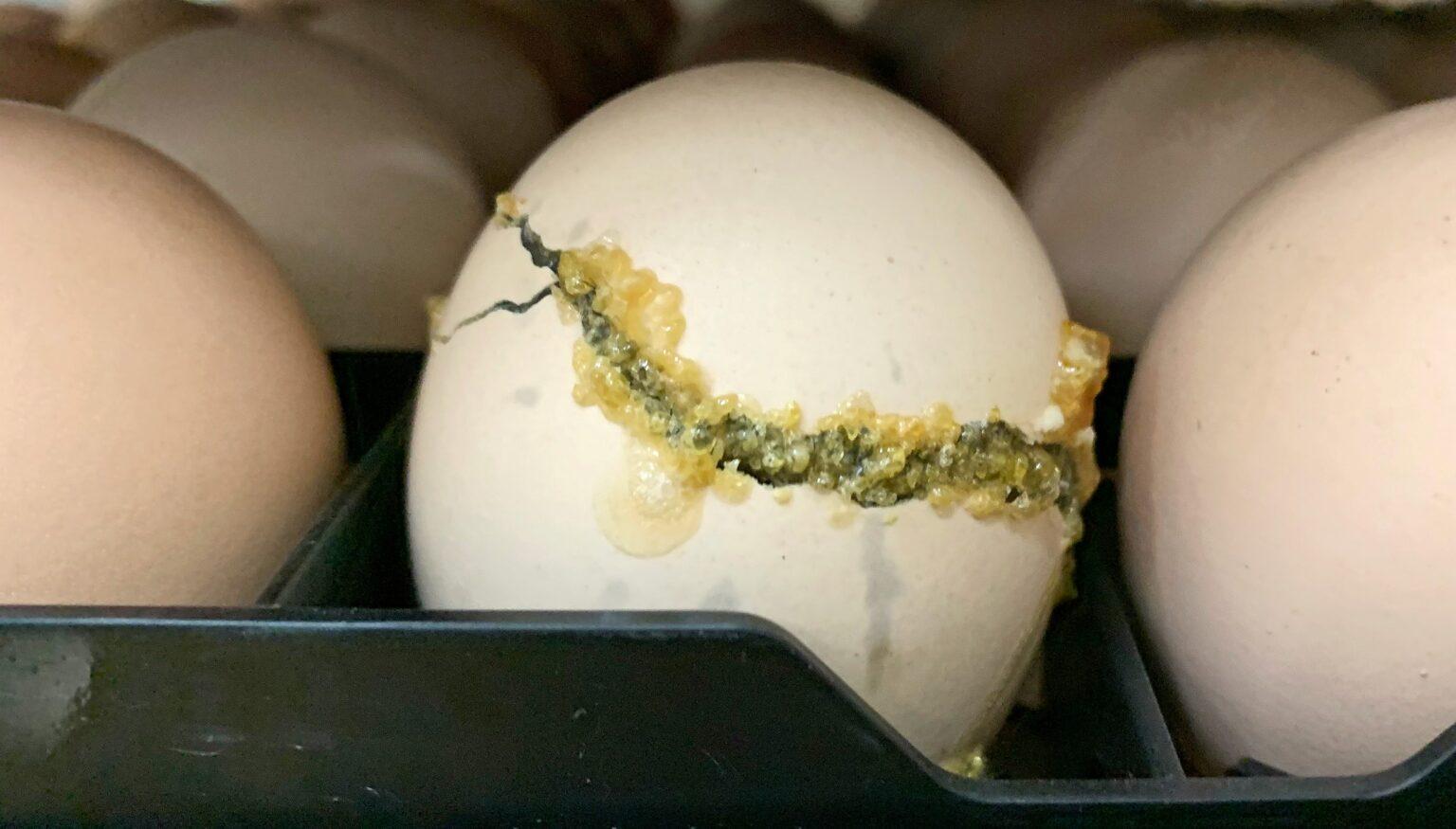 Hatching eggs: the importance of assessing internal egg quality ...