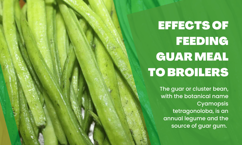 Effects of feeding guar meal to broilers - SR Publications