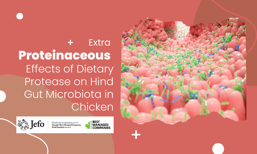 Extra Proteinaceous Effects of Dietary Protease on Hind Gut Microbiota ...