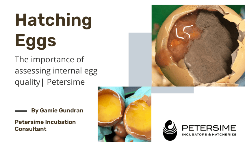 Hatching eggs: the importance of assessing internal egg quality ...