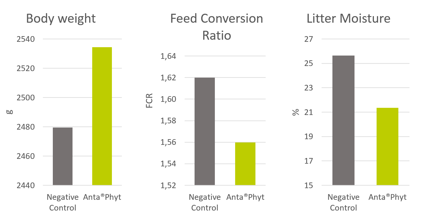 Phytogenics support broilers in challenging times - SR Publications