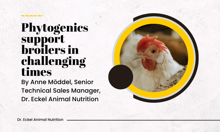 Phytogenics support broilers in challenging times - SR Publications