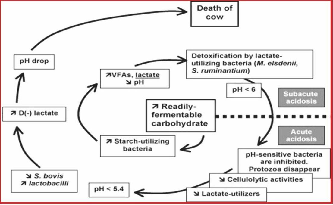 Nutritional Management during Sub-Acute Ruminal Acidosis in Dairy ...