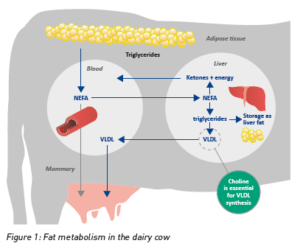 UNDERSTANDING THE ROLE OF PROTECTED CHOLINE TO REDUCE KETOSIS AND ...
