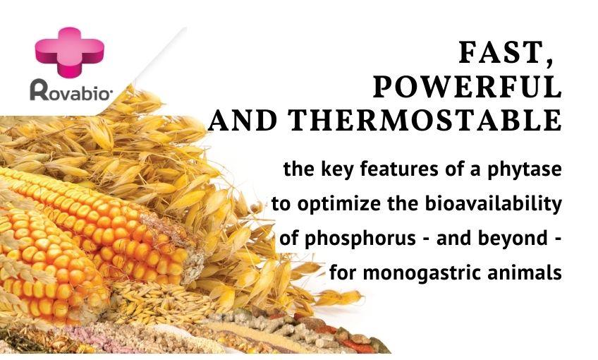 Fast, powerful and thermostable: the key features of a phytase to ...