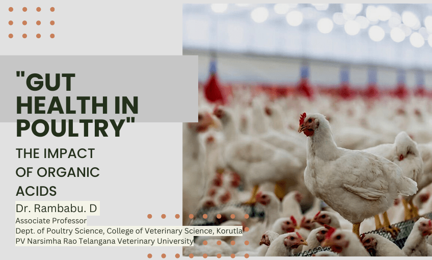 GUT HEALTH IN POULTRY: THE IMPACT OF ORGANIC ACIDS - SR Publications
