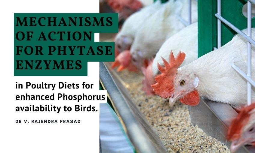 Mechanisms of Action for PHYTASE Enzymes in Poultry Diets for enhanced ...