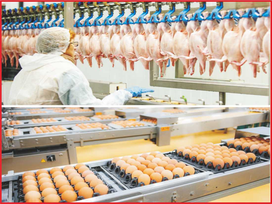 Modern innovations in Poultry Farming - SR Publications