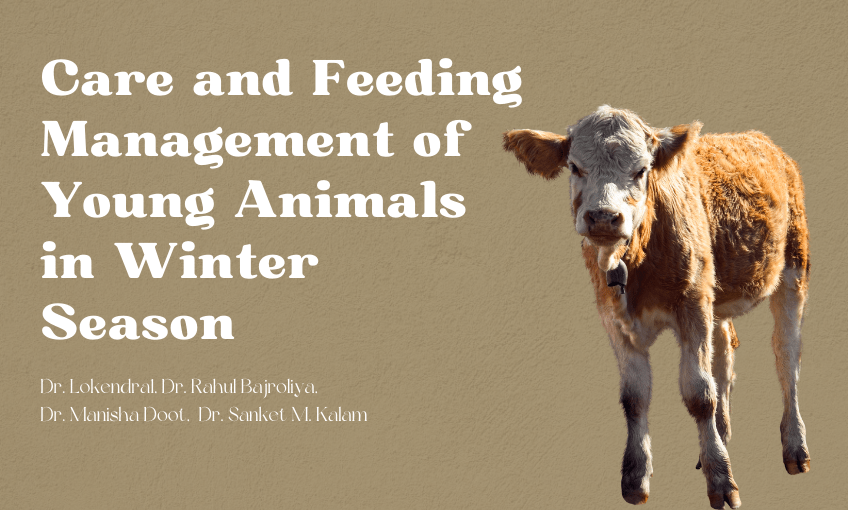 Care and Feeding Management of Young Animals in Winter Season - SR ...