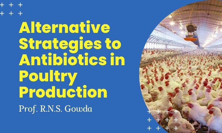 ALTERNATIVE STRATEGIES TO ANTIBIOTICS IN POULTRY PRODUCTION - SR ...