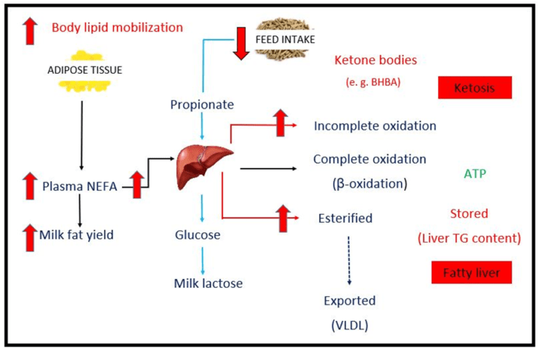 Importance of Balanced Nutrients During Transition Period of Dairy Cattle - SR Publications