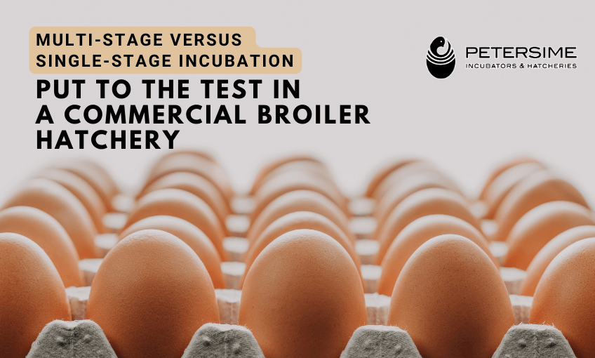 Multi-stage versus single-stage incubation put to the test in a ...