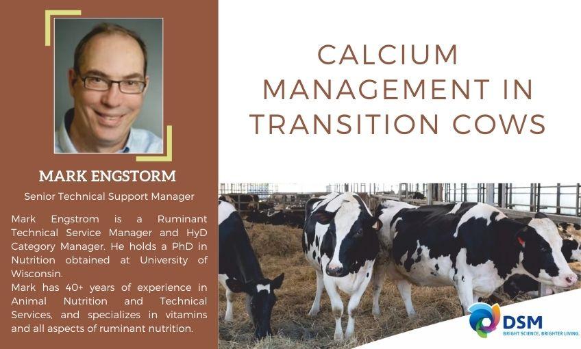 Calcium Management in Transition Cows - SR Publications