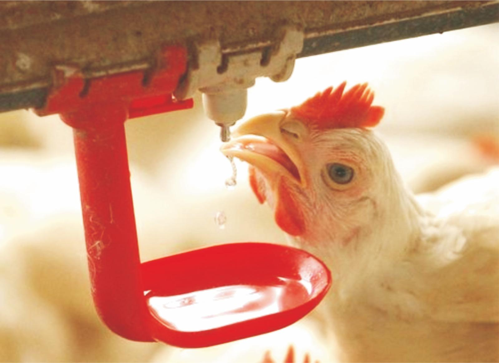 Water Quality, Water Sanitation and Watering of Broilers-A Review - SR ...