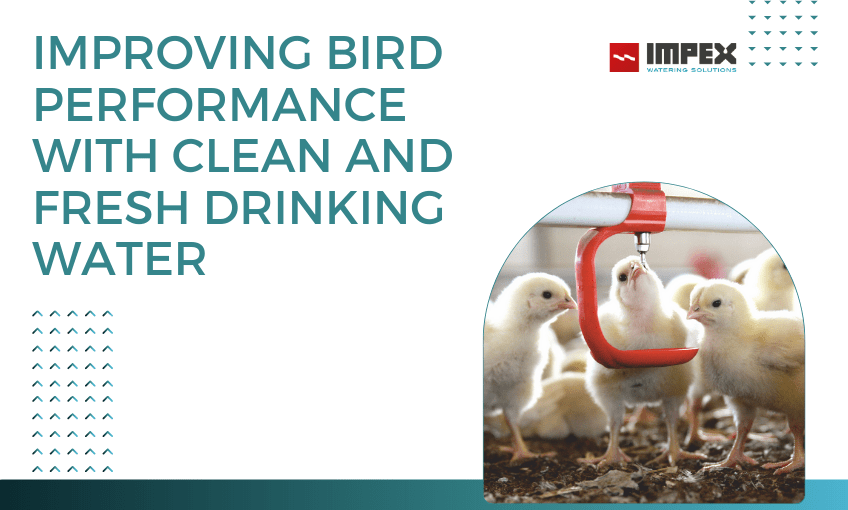 Improving Bird Performance with Clean and Fresh Drinking Water. - SR ...