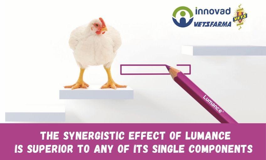 The synergistic effect of Lumance®is superior to any of its single ...