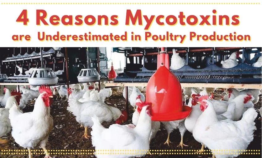 4 Reasons Mycotoxins are Underestimated in Poultry Production - SR ...