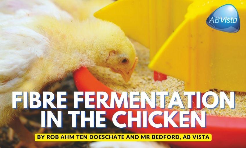 Fibre fermentation in the chicken: An important opportunity to extract ...