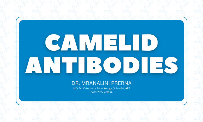 Camelid Antibodies - SR Publications